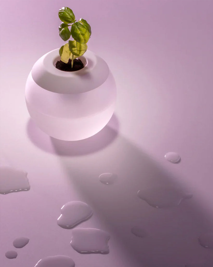 Grow Your Own Fresh, Edible Herbs with W&P The Hydropod – BrandsWalk